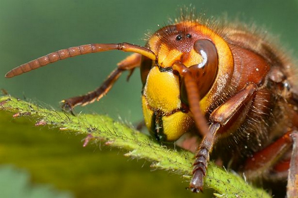 Frelons - FRELONS & GUÊPES